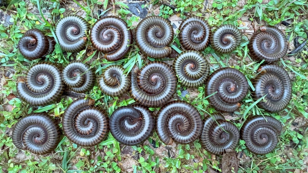 Unbelievable Insect Hunting Moments on the Farm | Giant Millipedes ...