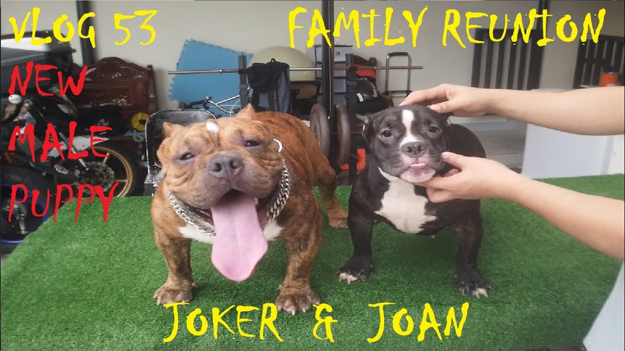 FAMILY REUNION TONI FOWLER SON & DAUGHTER AMERICAN BULLY DOG | DON ...