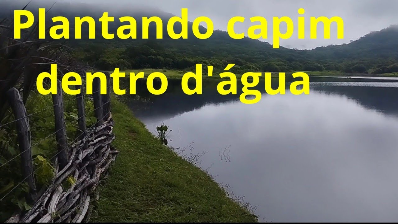 como plantar capim Canarana na represa do açude. veja como agente faz ...