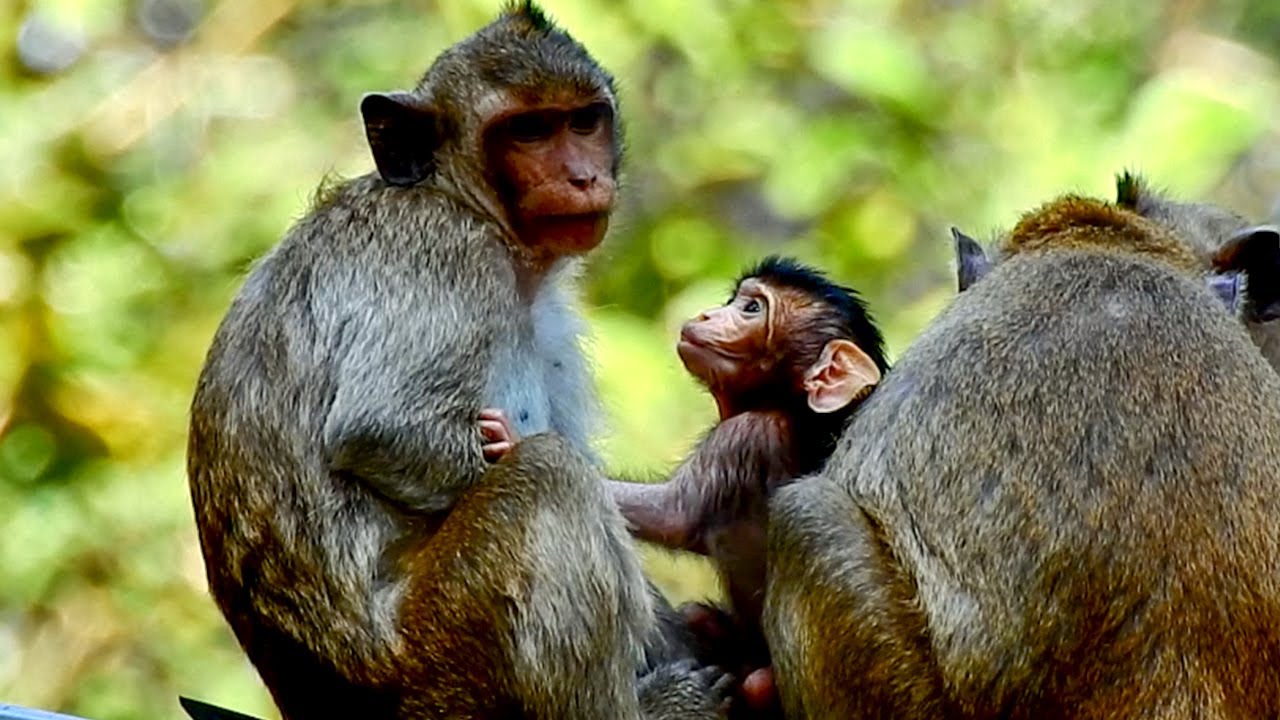 What Are Thinking.. Pickles Want To Play With Sister. - YouTube