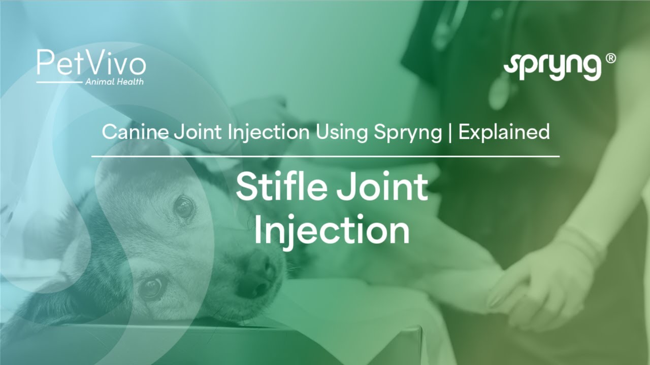 Canine Stifle Joint Injection Using Spryng | Technique Explained - YouTube