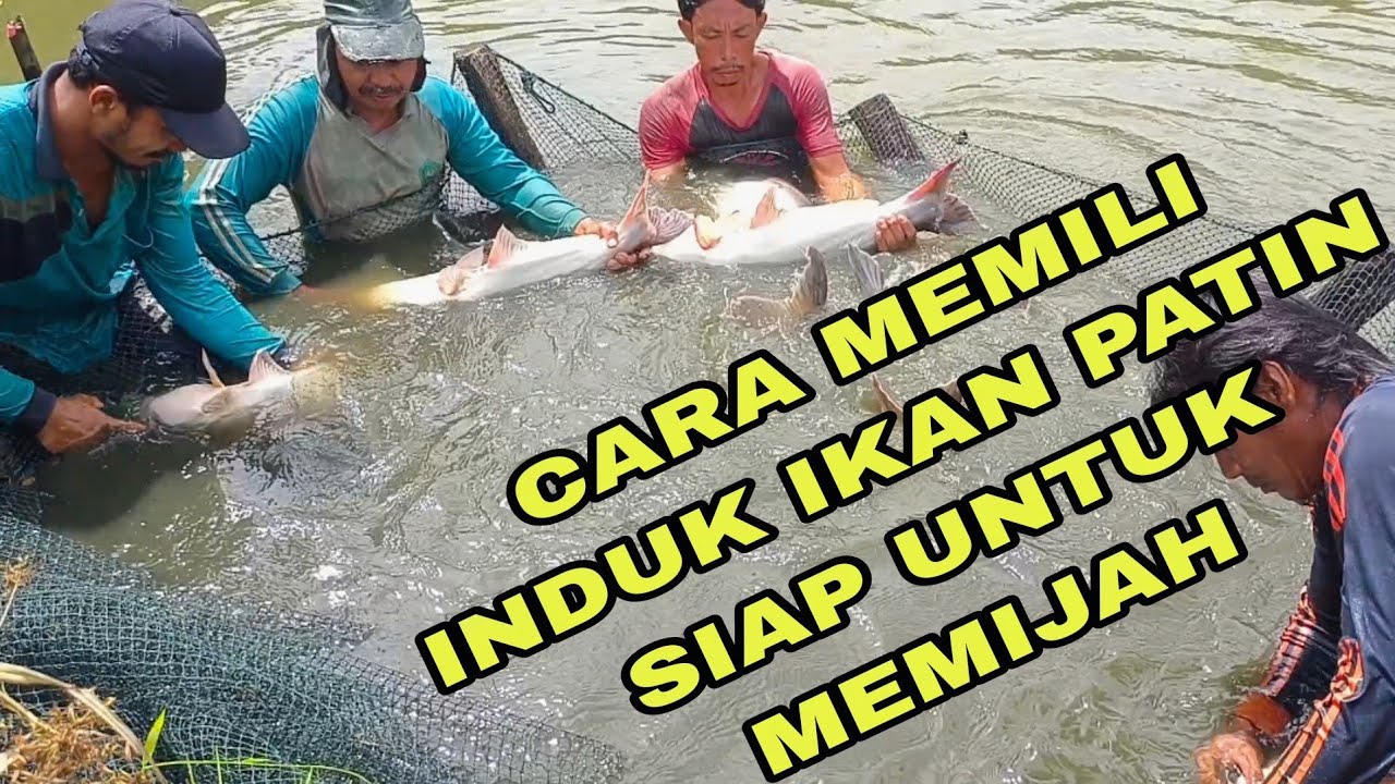 INDUK IKAN PATIN SIAP PIJAH - YouTube