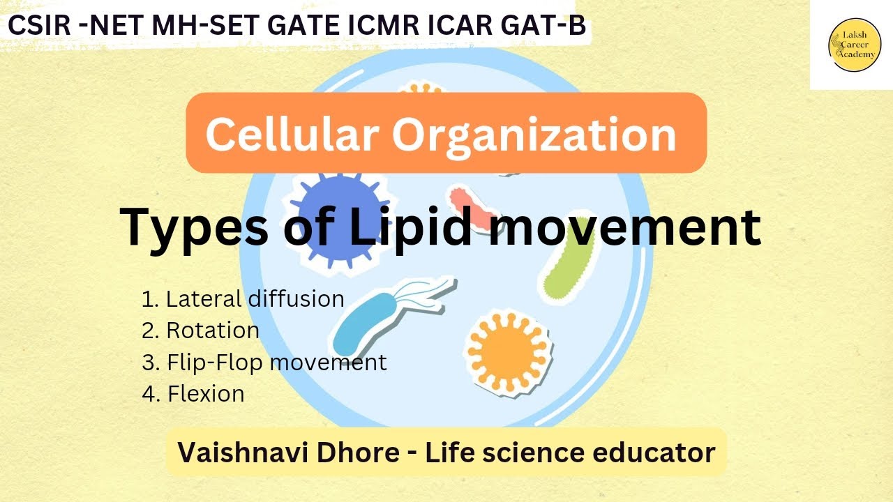 Types of lipid movement - Lateral diffusion, Rotation, Flip - Flop ...