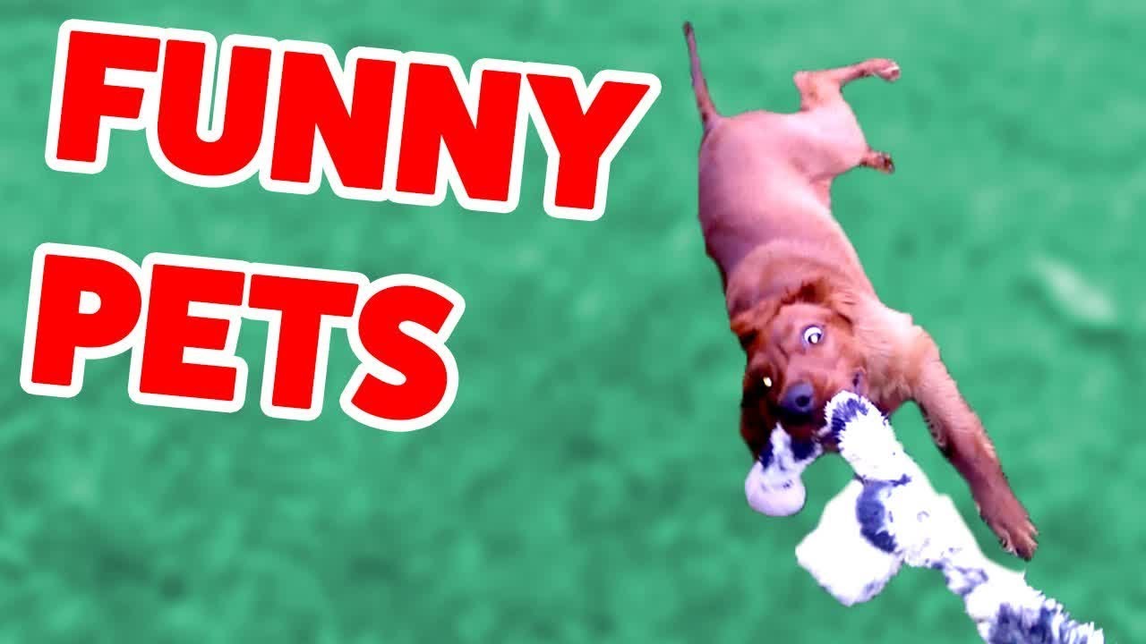 Pets TV Funniest Cute Pets & Animals Bloopers Caught On Tape Funny Pet ...