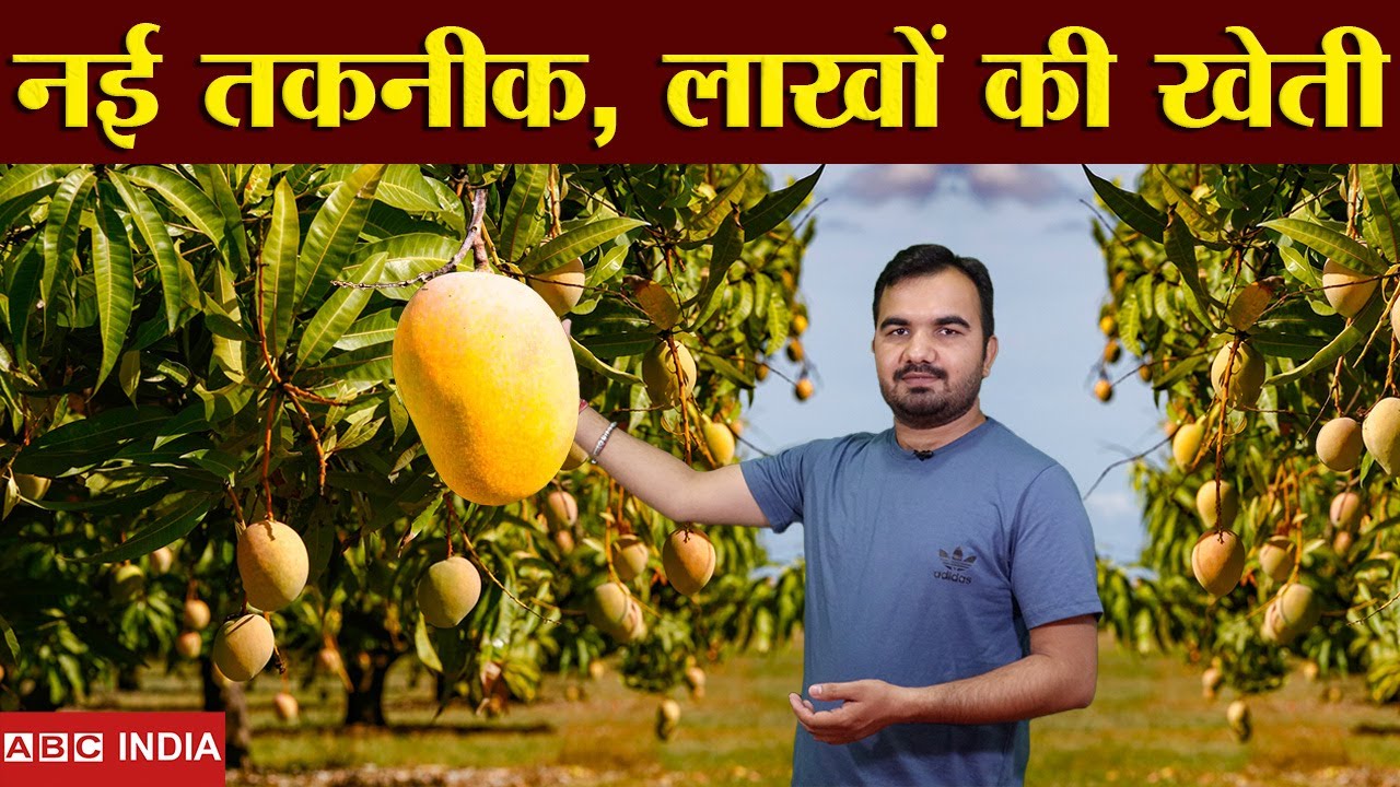 लाखों की खेती | Israel Technique agriculture | Mango Farming | New ...