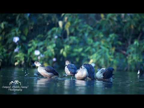 Lesser Whistling Ducks
