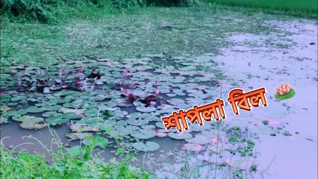 শাপলা বিল 🪷/ Shapla Bil 🪷 [পাঁচুয়া, গাজীপুর] - YouTube
