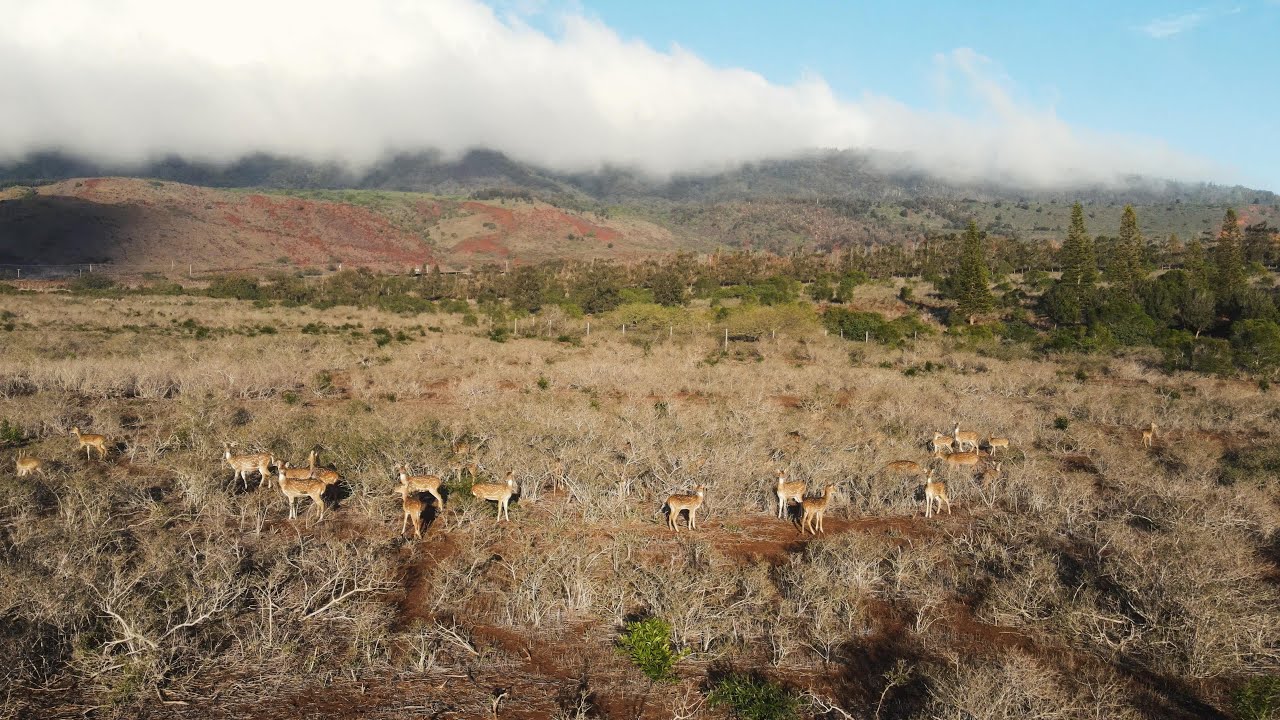 Lānaʻi Axis Deer, Palawai Basin - YouTube