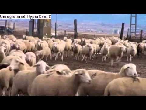 PULCINO-PIO--- el pollito pio (vida real) - YouTube