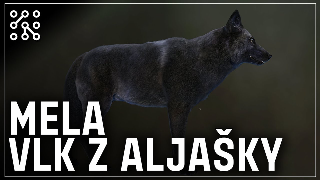 Melanický vlk | Way Of The Hunter CZ | Česky - YouTube