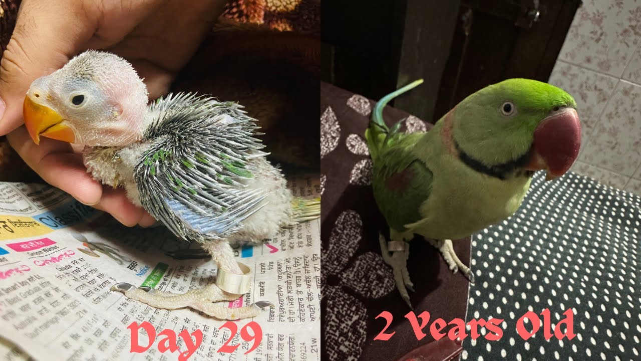 Parrot | Cherry’s age cycle - YouTube