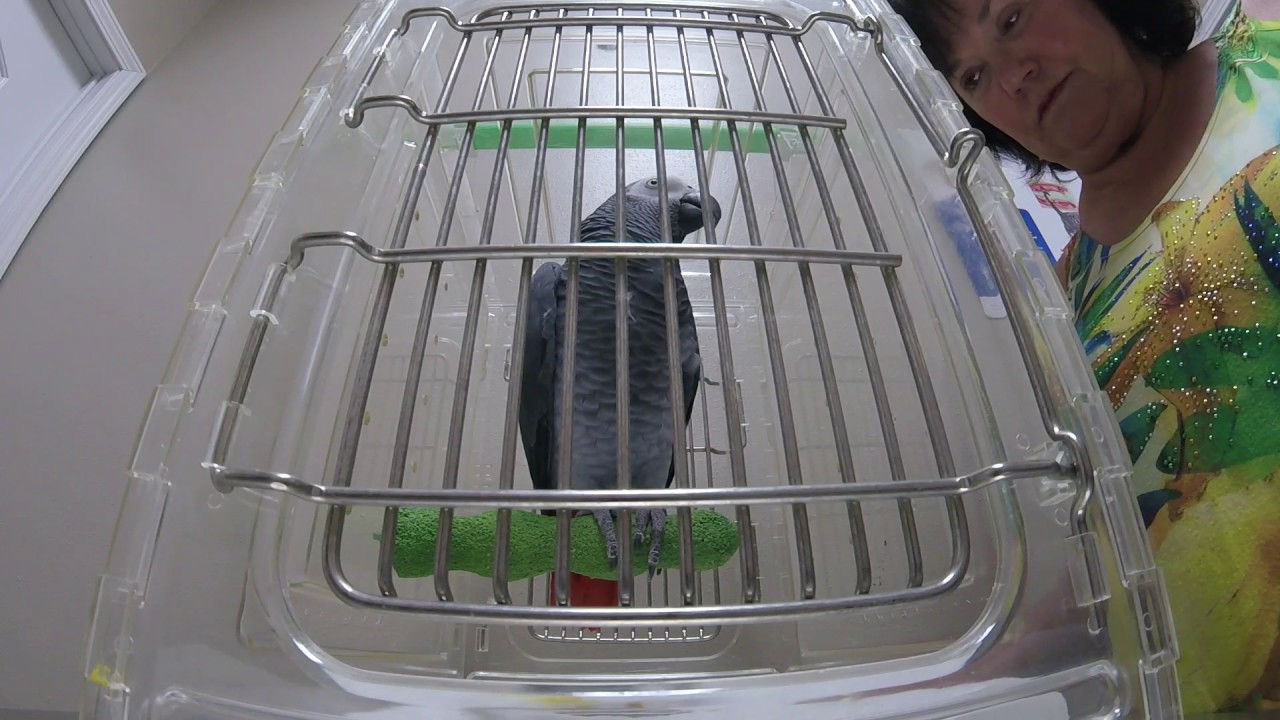 African Grey In For A Chronic Diarrhea Workup And Advice About Altering ...