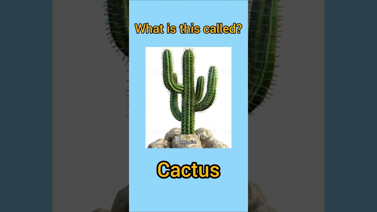 "What is this called? - Part 30" #englishvocabulary #quiz # ...