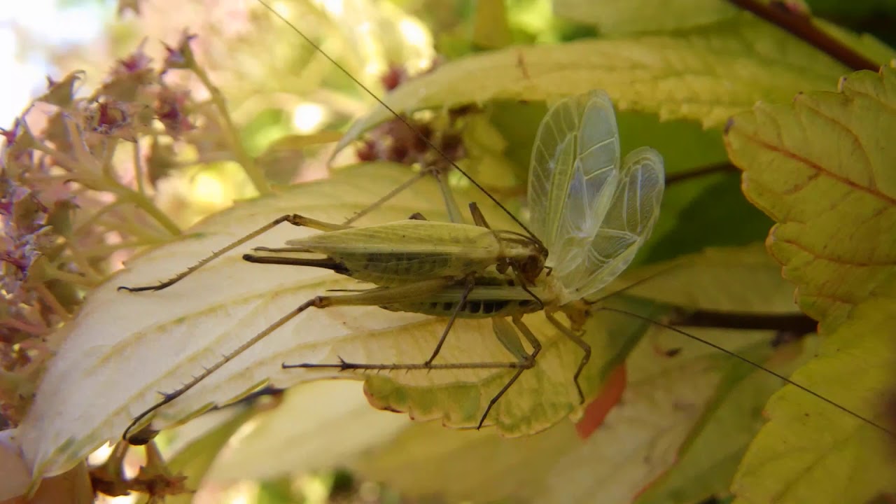 Tree crickets mating - YouTube