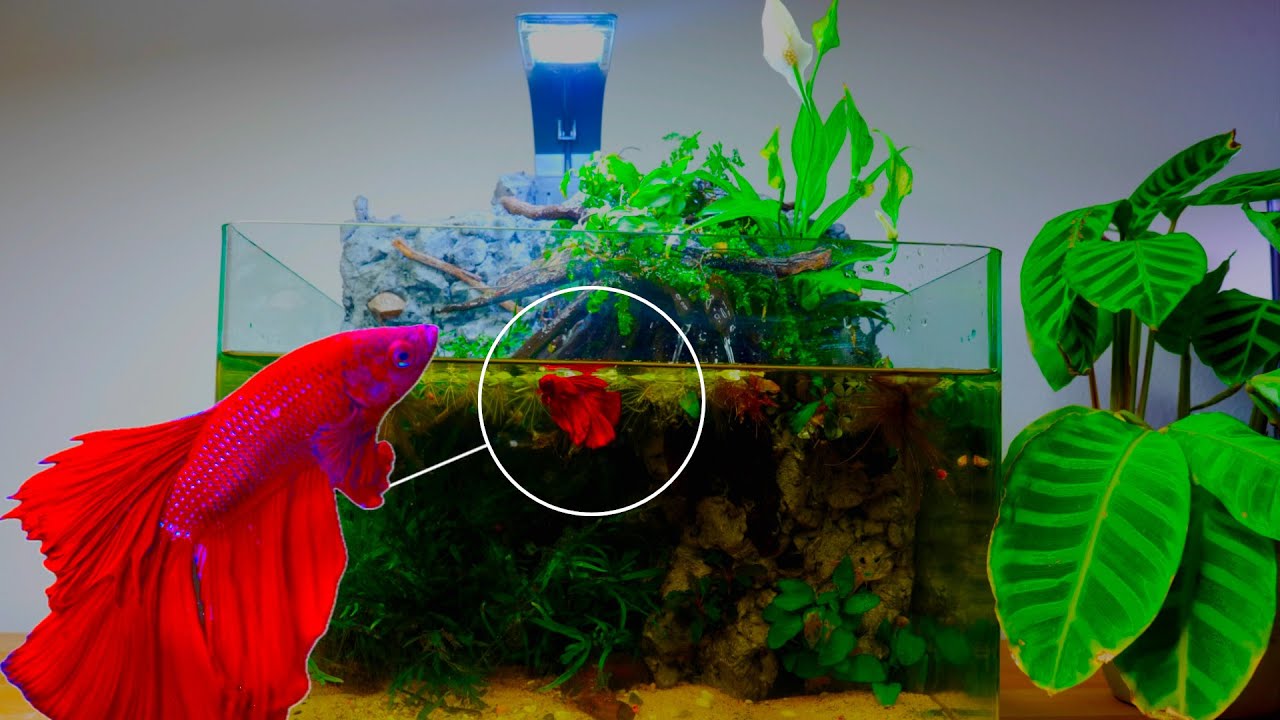 Waterfall & Peace Lily Paludarium for a Betta Fish - YouTube