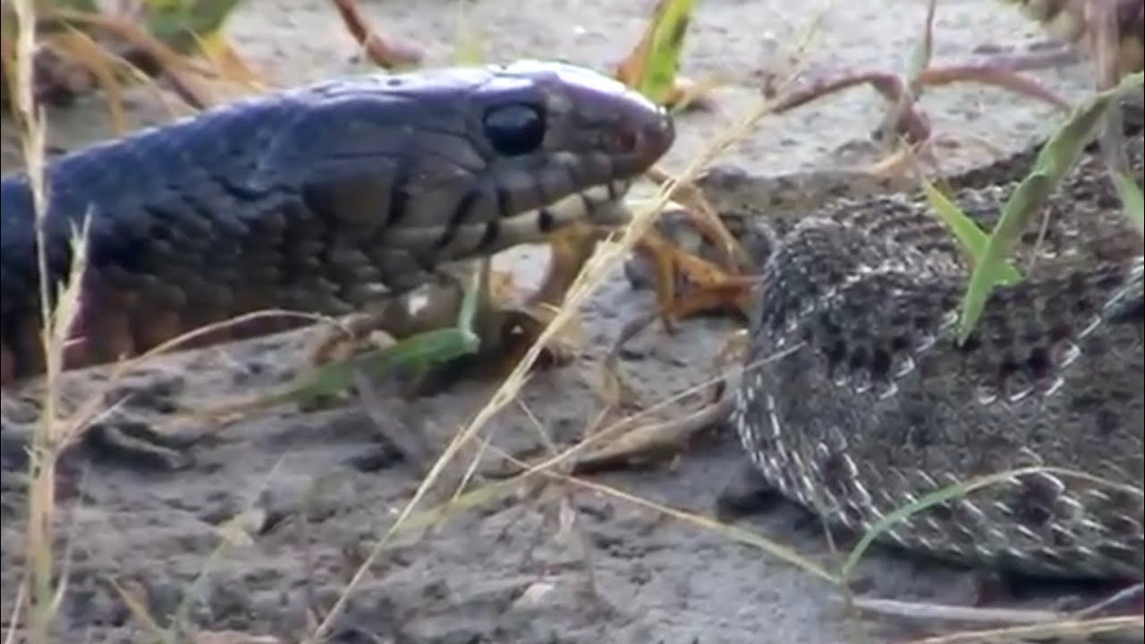 Snake Vs Snake killer / the tiger king - YouTube