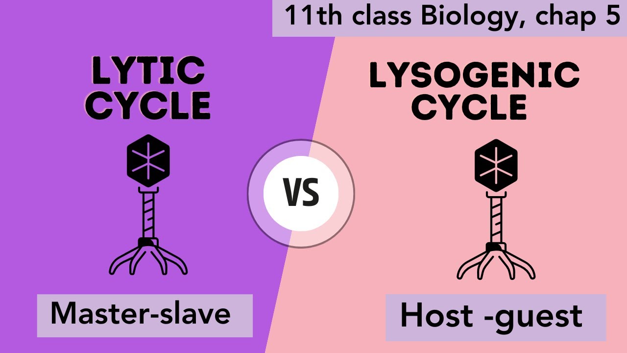 Lifecycle of Bacteriophage | Lytic and Lysogenic Cycle | 11th class ...