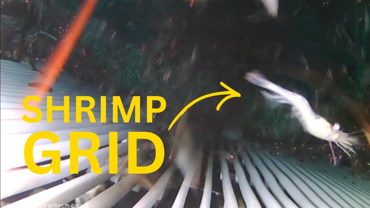 Demersal trawl in Newfoundland shows shrimp sorting grid | CatchCam ...