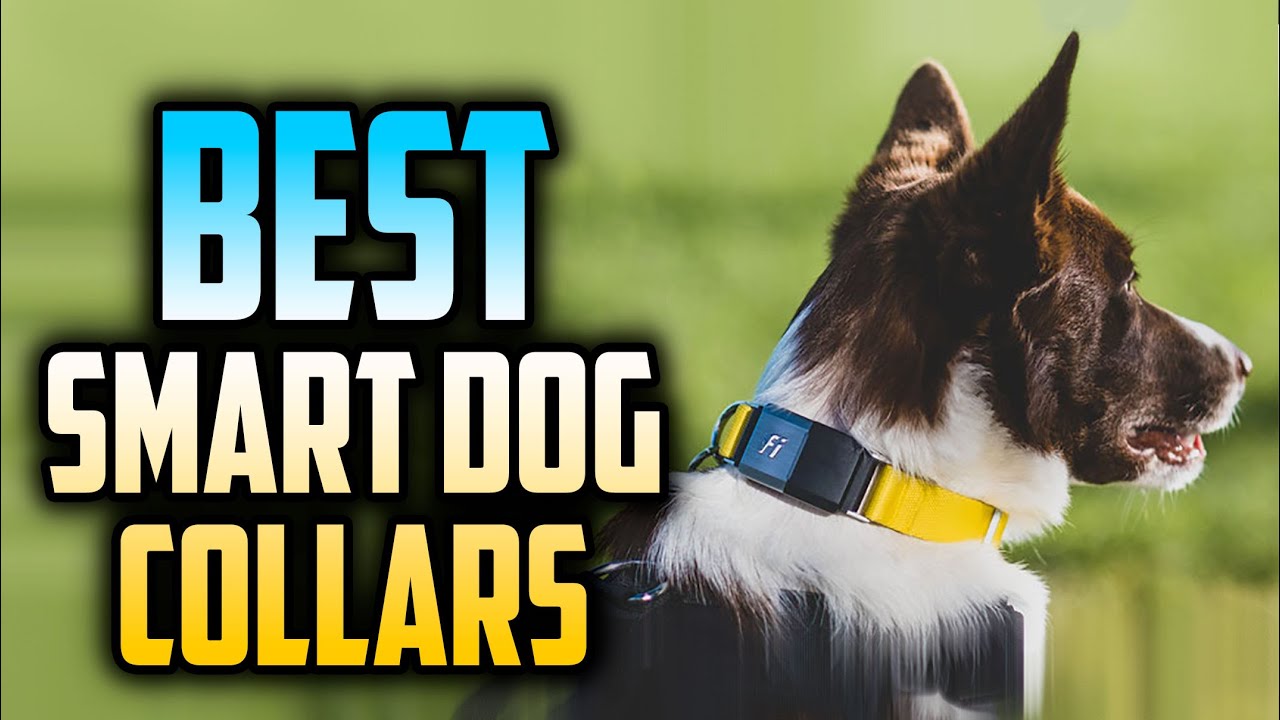 Best Smart Dog Collars with GPS Trackers - YouTube