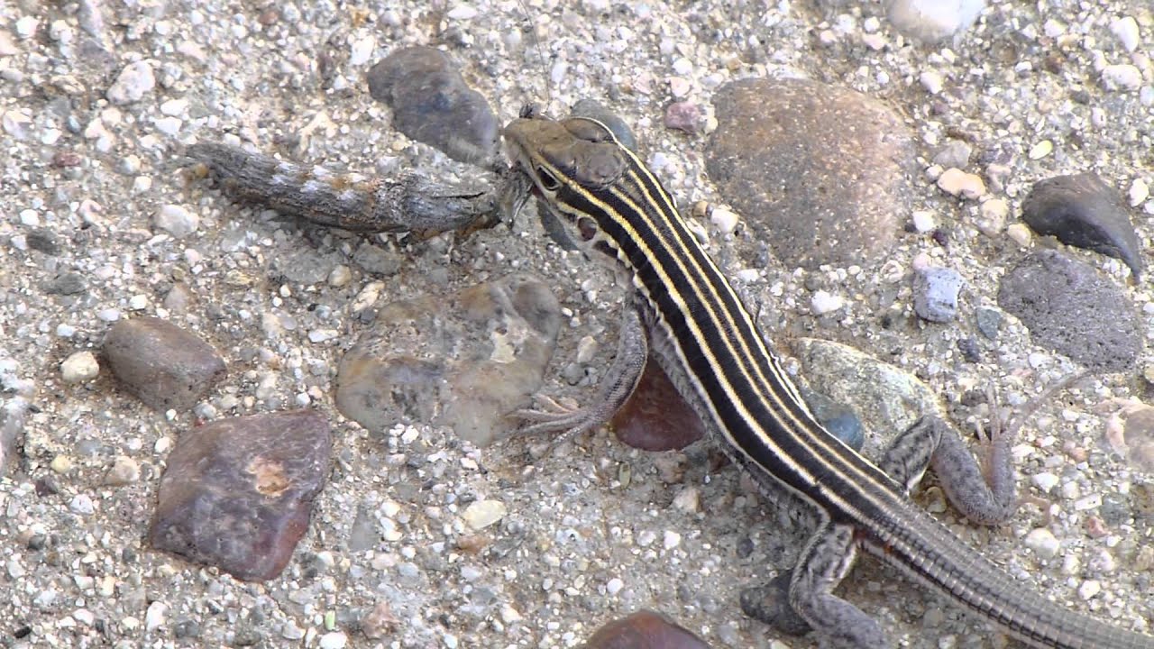 Lizard vs. mantis, at Biosphere-2 - YouTube