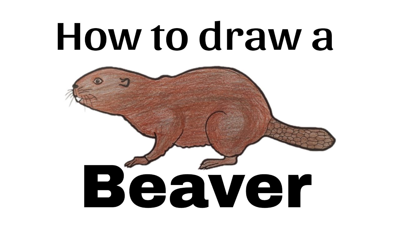 How to draw a Beaver 🦫/ easy Beaver drawing step by step for beginners ...