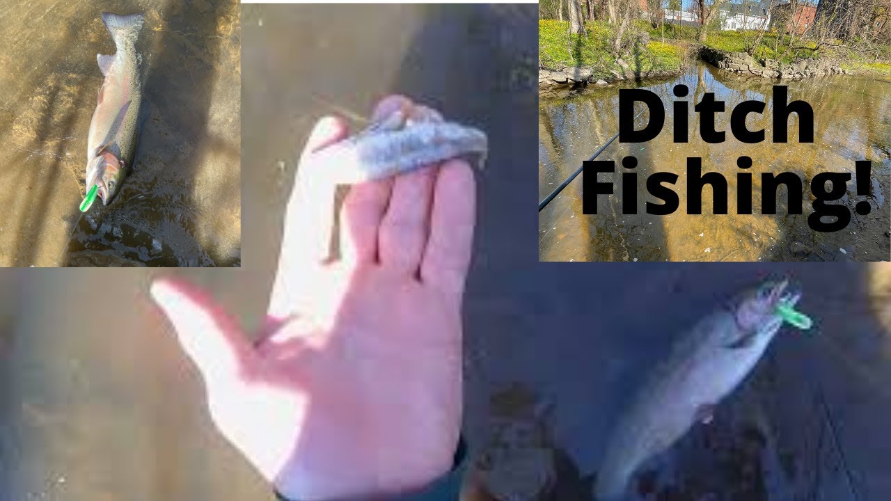 Urban Ditch Steelhead! (Buffalo, NY) - YouTube