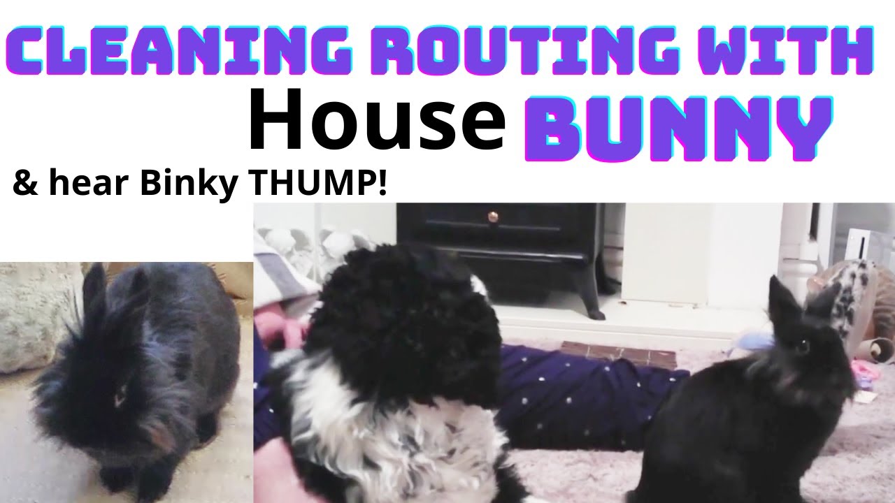 rabbit routine cleaning! and RABBIT THUMPS!#shorts - YouTube