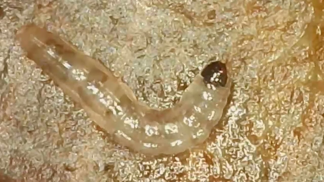 Larva de mosca del sustrato (Sciaridae) - YouTube