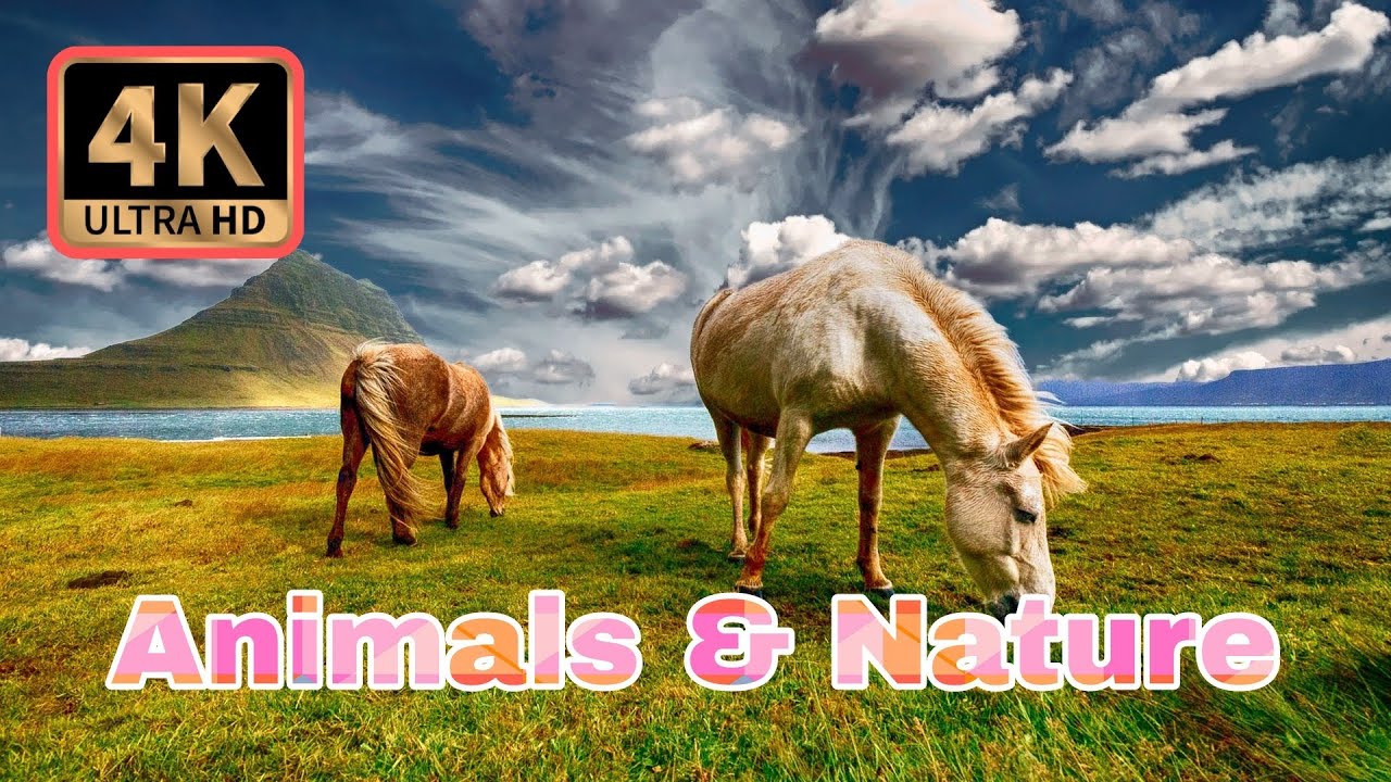 Animals 4K Ultra HD - Wildlife Animals Collection - YouTube