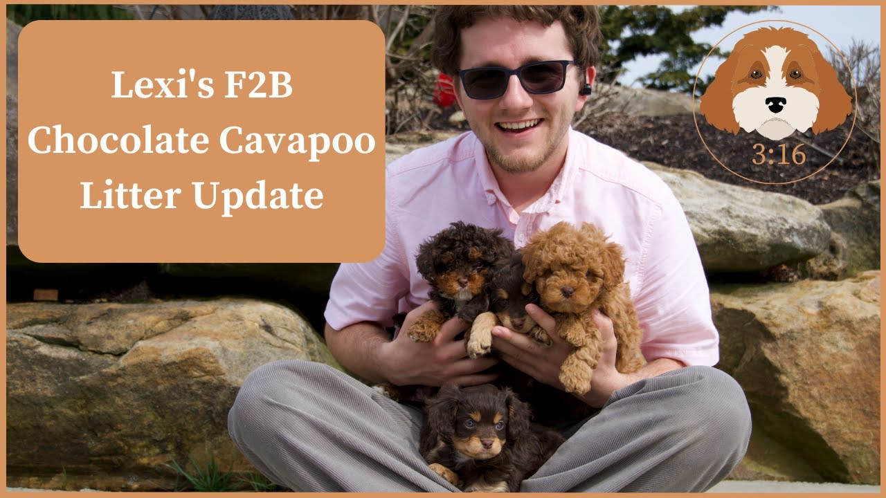 Lexi's F2B Chocolate Cavapoo Litter Update - YouTube
