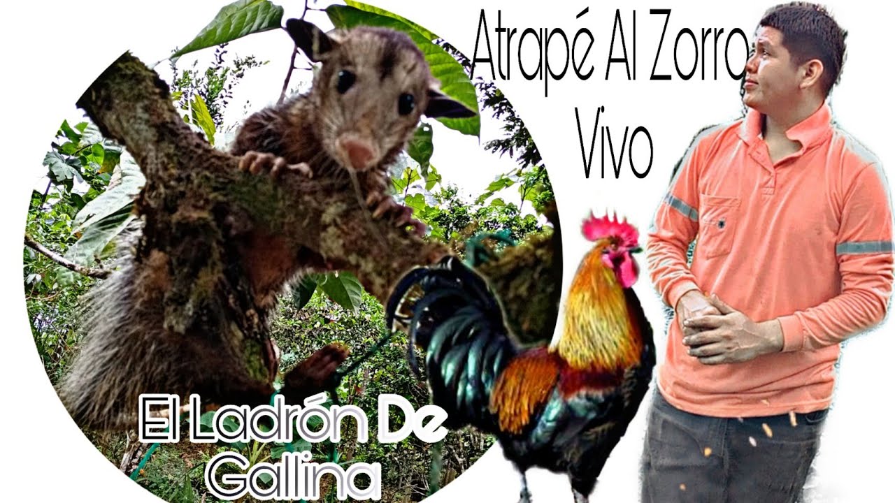 Miren Lo Que Me Encontré Robando Gallina Un ZORRILLO 🦊 | LEANDRO ...