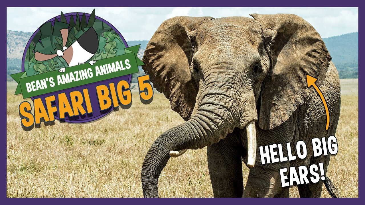 Archie's Top 5 | Worldly Adventures of Archibold Clutterbuck