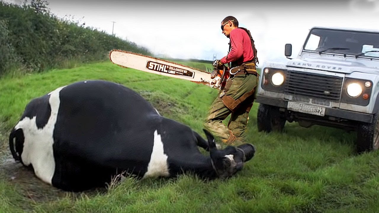 Farm Cow Mania: Unbelievable Moments That Will Leave You Breathless ...