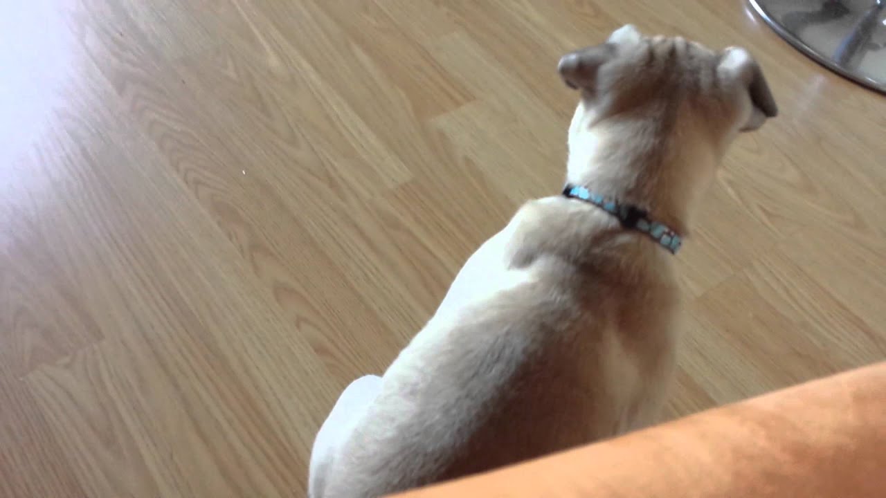 Crixus The Frug Puppy (French Bulldog and Pug mix) - YouTube