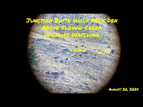 Junction Butte Wolf Pack Den Above Slough Creek - Wildlife Watching # ...