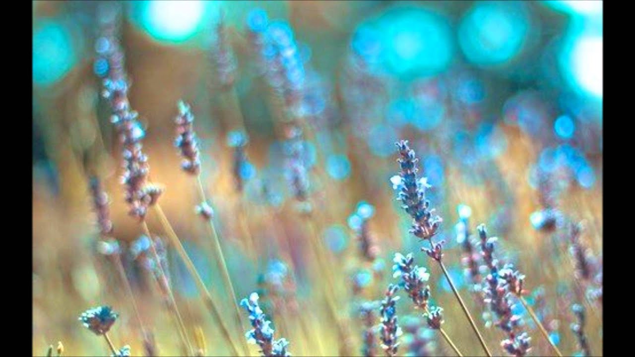 Bitterbessie dagbreek - YouTube