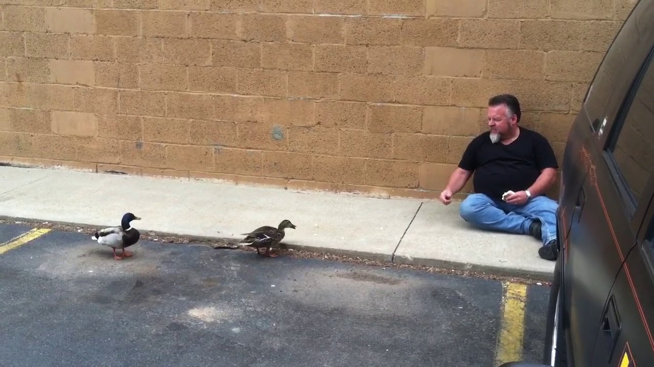 Boomer hard at work - YouTube