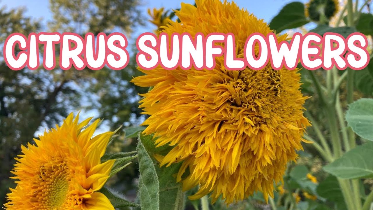 BURPEE SEEDS: Full guide to GROWING SUNFLOWERS at home-CITRUS ...
