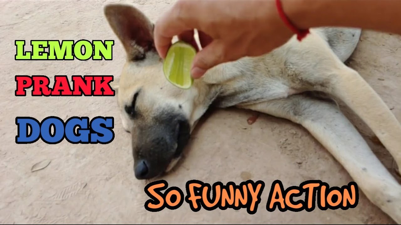Lemon Prank Dog So Funny Action - Funny Dogs Action Video - YouTube