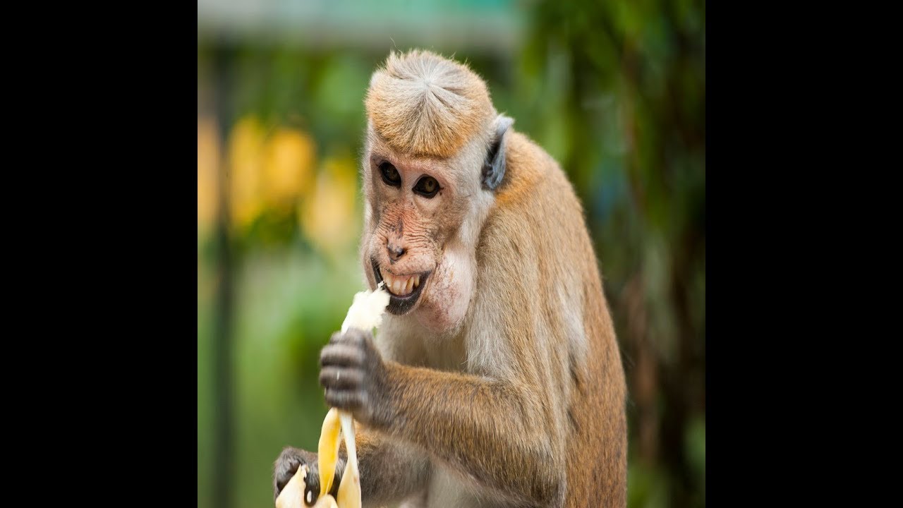 Wild Monkey eating Meat - YouTube