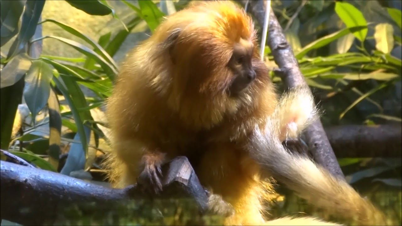 Video Of Monkey - Free Stock Creative Commons Video - YouTube