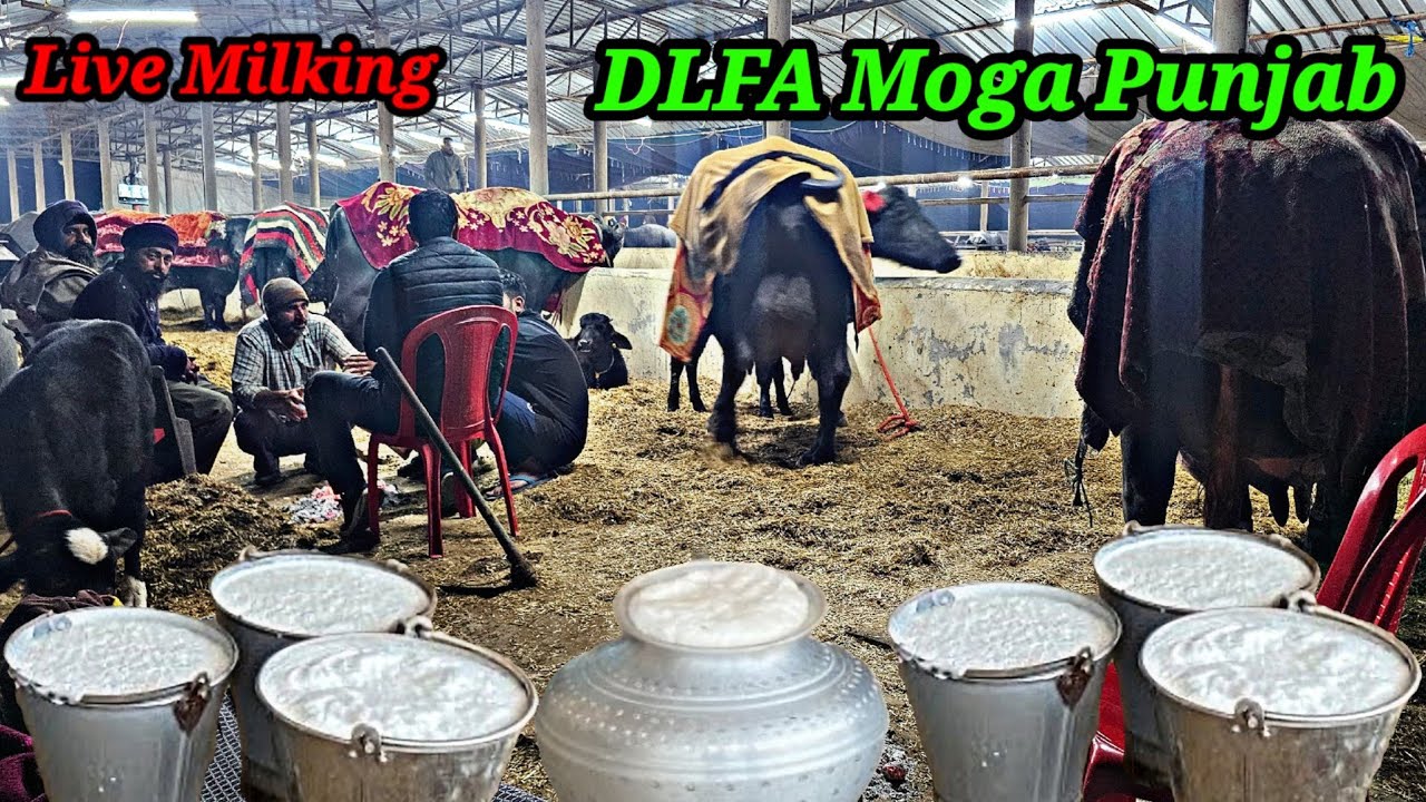 DLFA LIVE MILKING - YouTube
