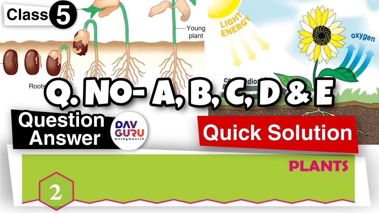 Chapter 2 Plants DAV Class 5 Science Question Answer YouTube Chapter 2 Plants DAV Class 5 Science Question Answer YouTube
