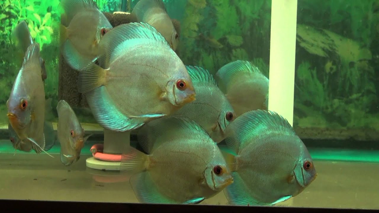 Blue Diamond Discus - Gwynnbrook Farm - YouTube