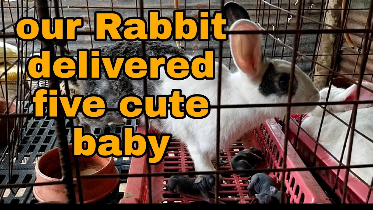 LATE MIDNIGHT SURPRISED! THE FIRST TIMER RABBIT MOTHER DELIVERED 5 CUTE ...