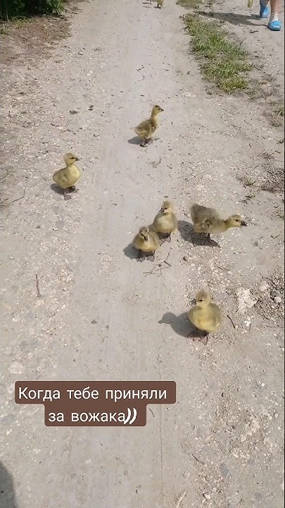 Гуси гуси, га, га, га... - YouTube