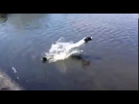 Boo and Abbey Playing - YouTube