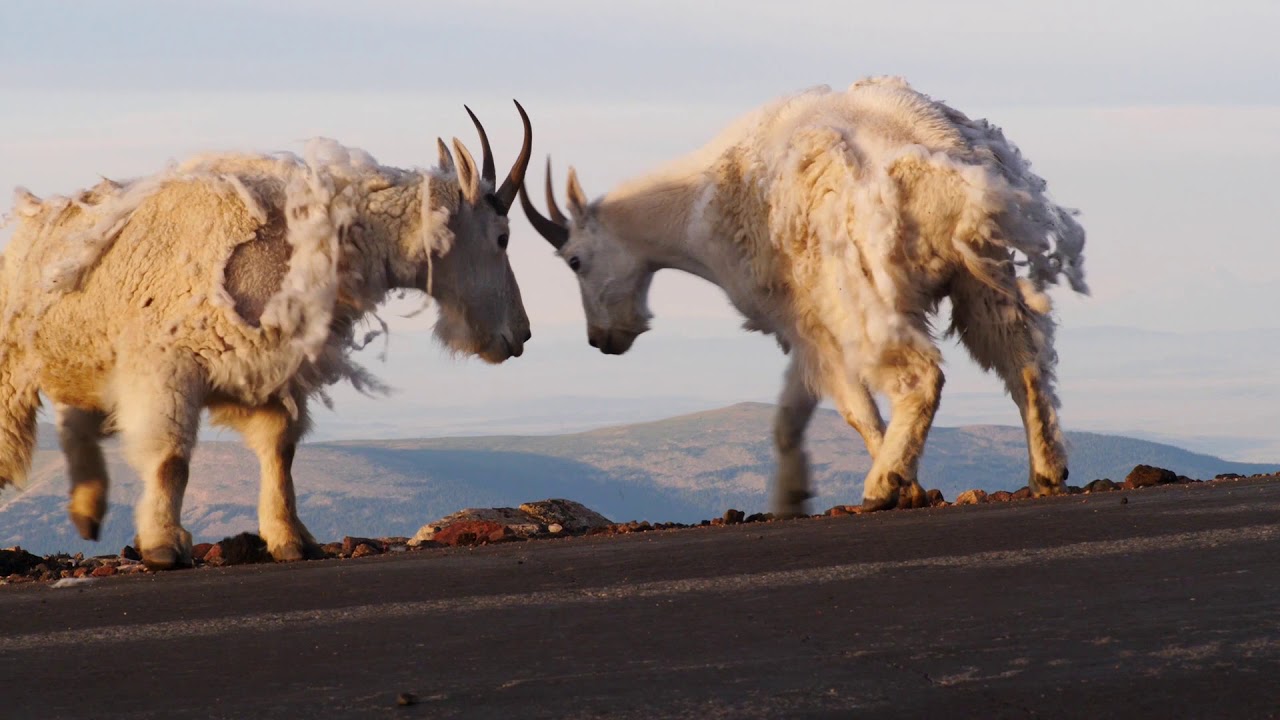 Mountain goats on Mt. Evens - YouTube