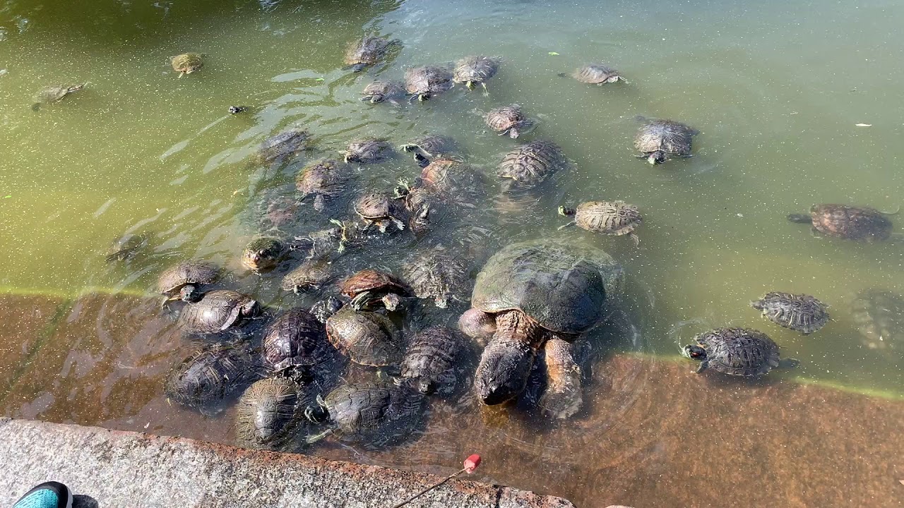 Central Park Turtles. NYC. June 2020 - YouTube