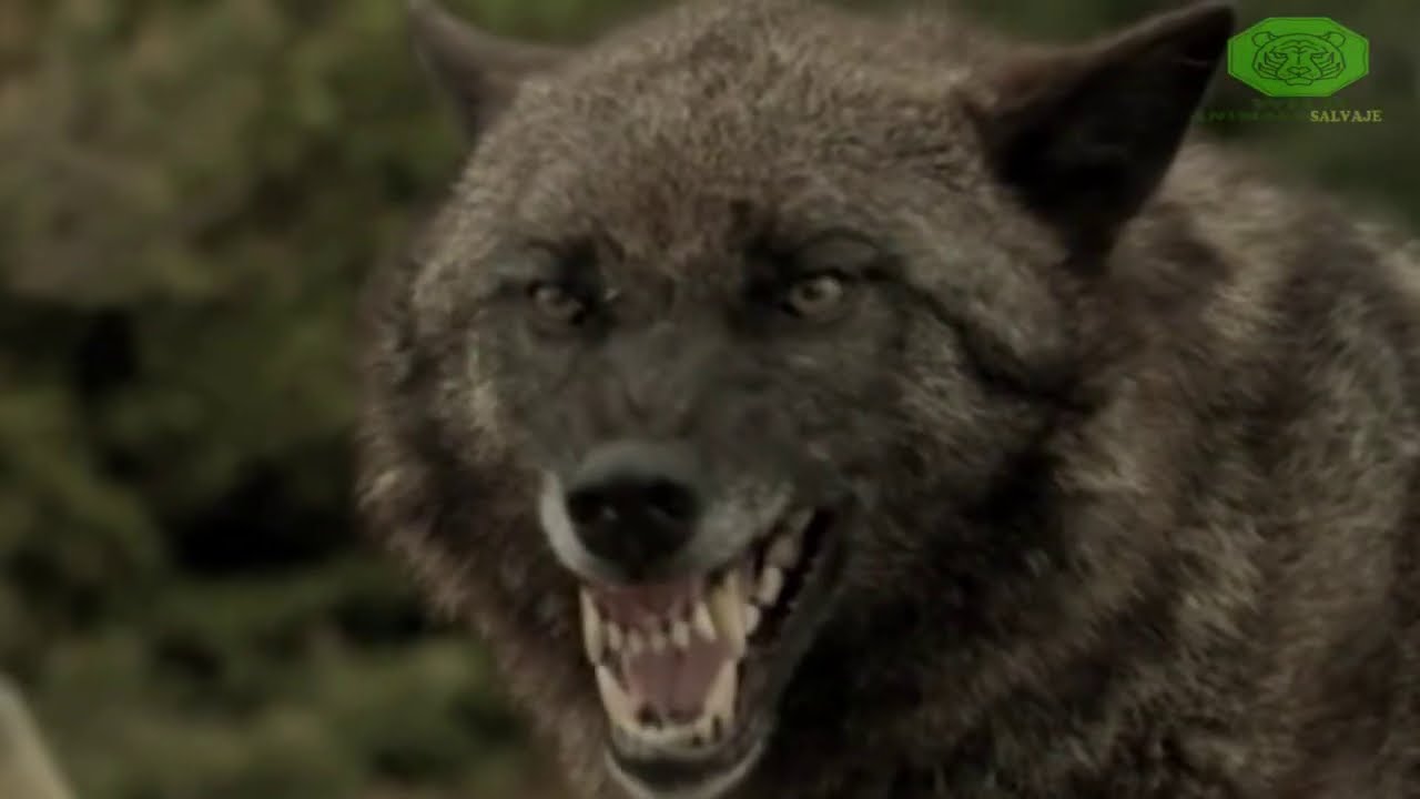 15 LOBOS MAS INCREIBLES Y PODEROSOS DEL PLANETA (MOST INCREDIBLE AND ...